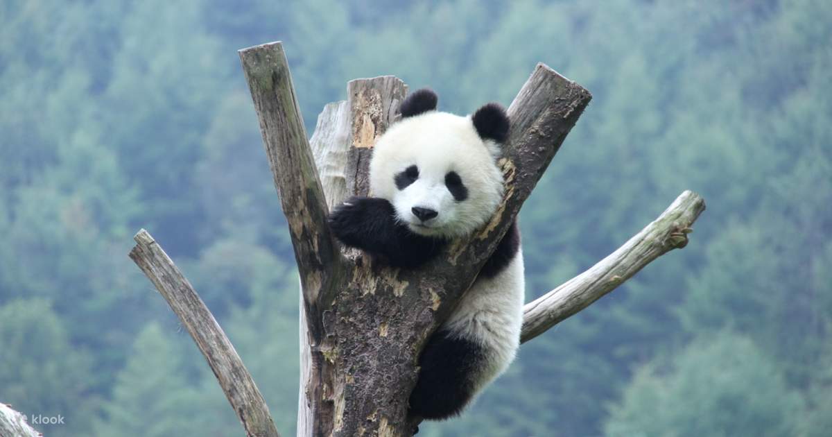 Excursión de un día al Parque del Panda Gigante de Wolong, Proyecto de Conservación de Agua de ...